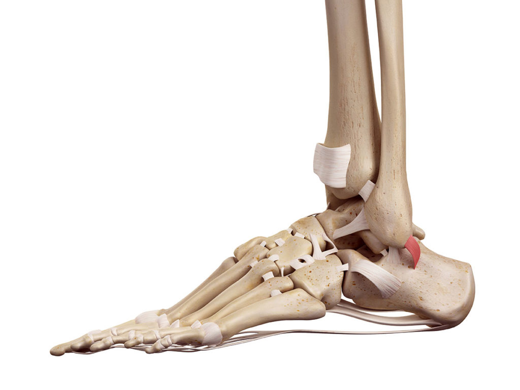 Resources - Sports Medicine Ultrasound Group
